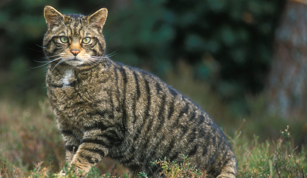 Wildcats I Have Known and Loved – the 6mm SMACK | Target Shooter Magazine